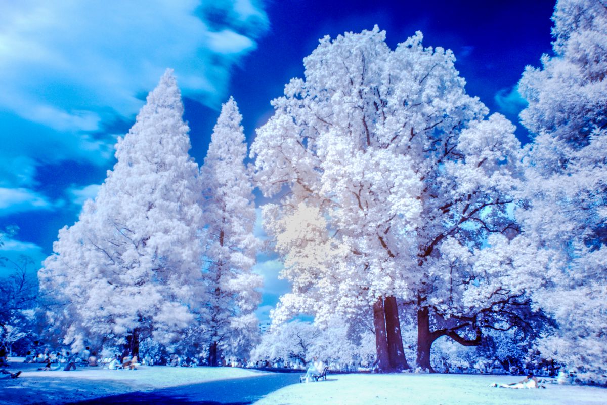 Snow Tree | GANREF