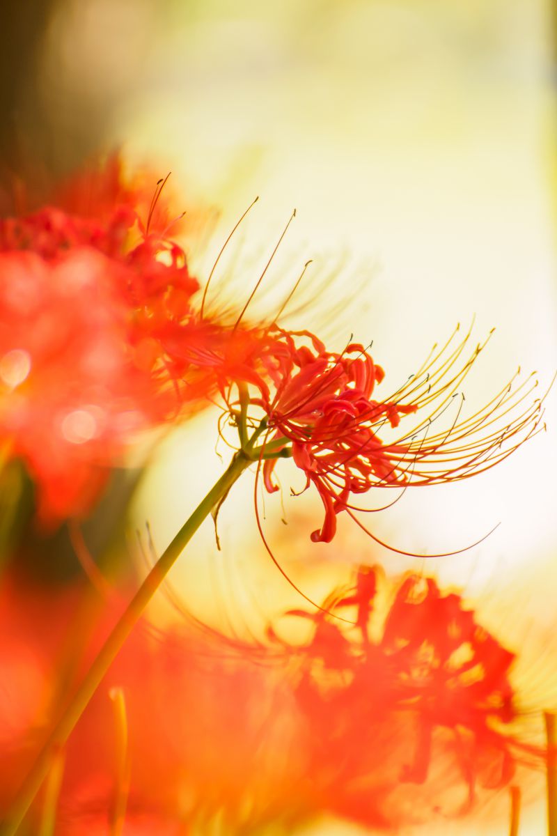 情熱 〜換算600ミリの視点 | GANREF