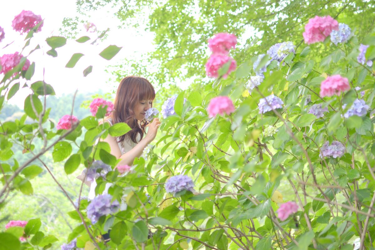 a hydrangea girl | GANREF