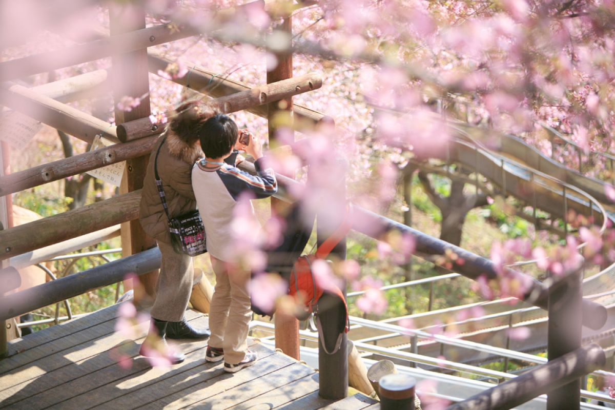 春色を写真に | GANREF