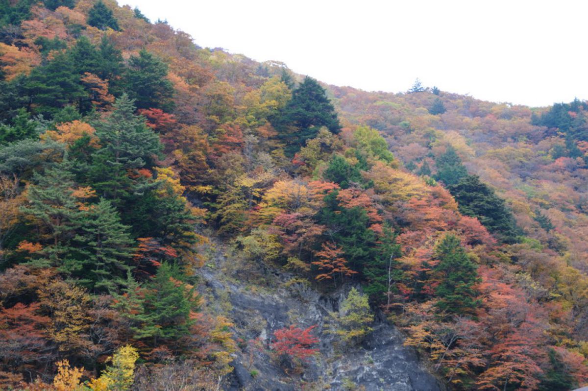 上高地沢渡の紅葉.jpg | GANREF