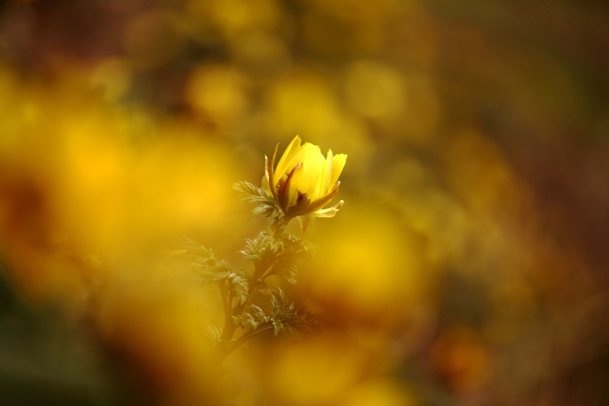 早春の彩り | GANREF