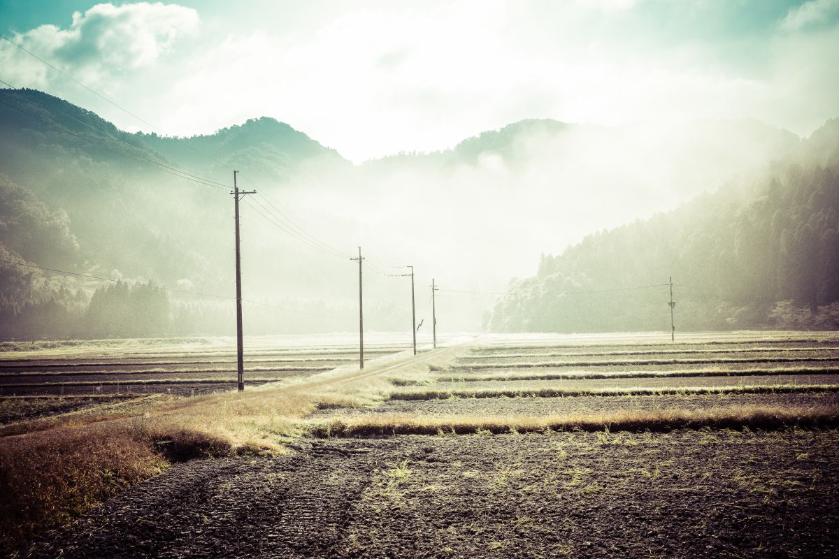 misty field | GANREF