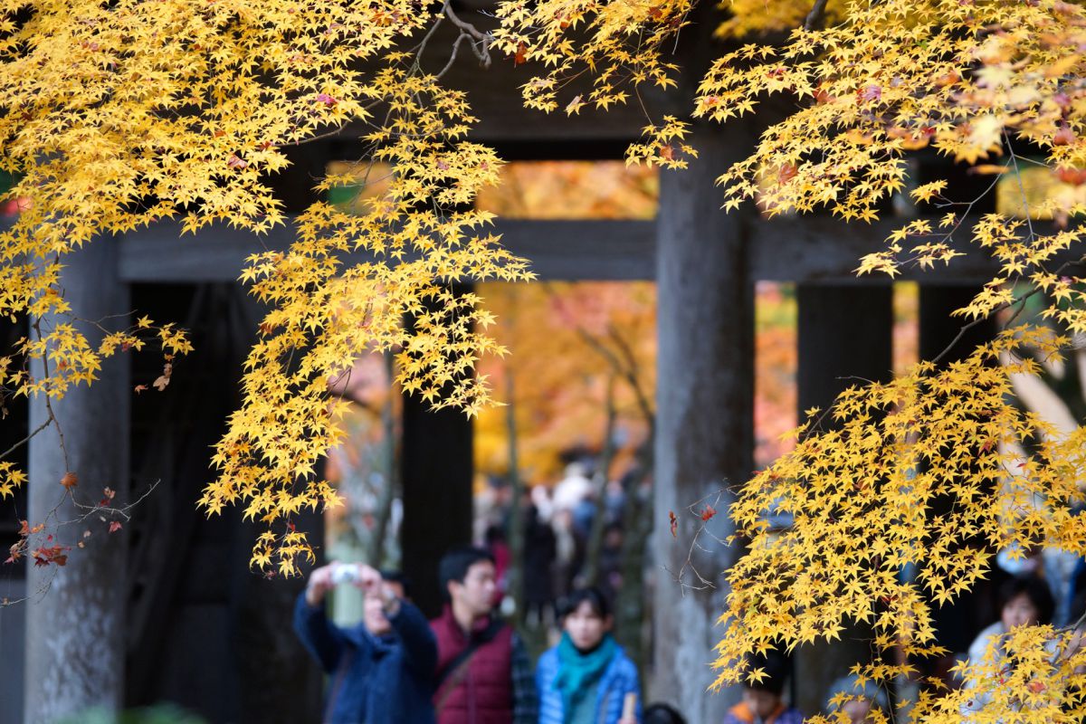 燃ゆるがごとし | GANREF