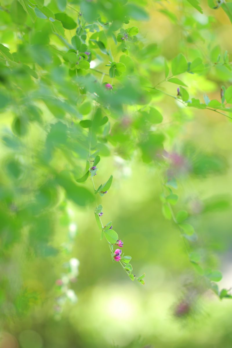 たおやかに | GANREF