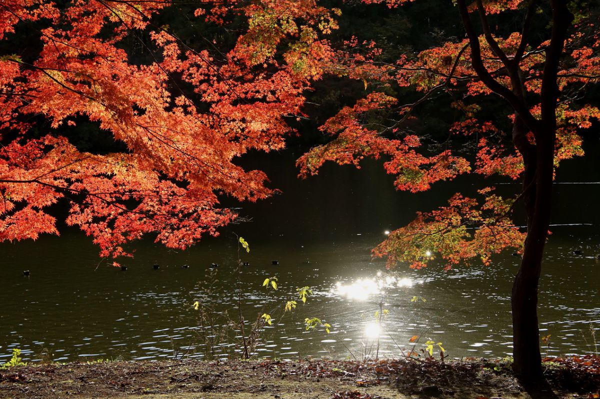 艶やかに | GANREF