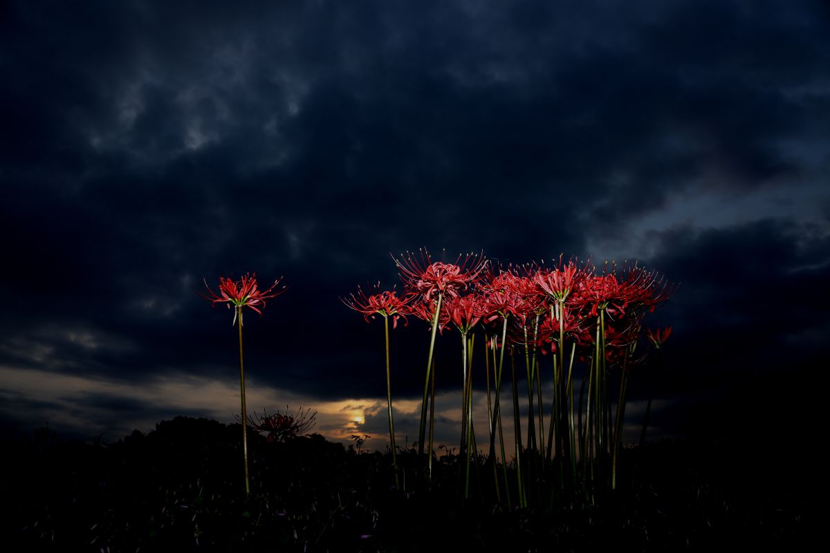 夜明けに | GANREF