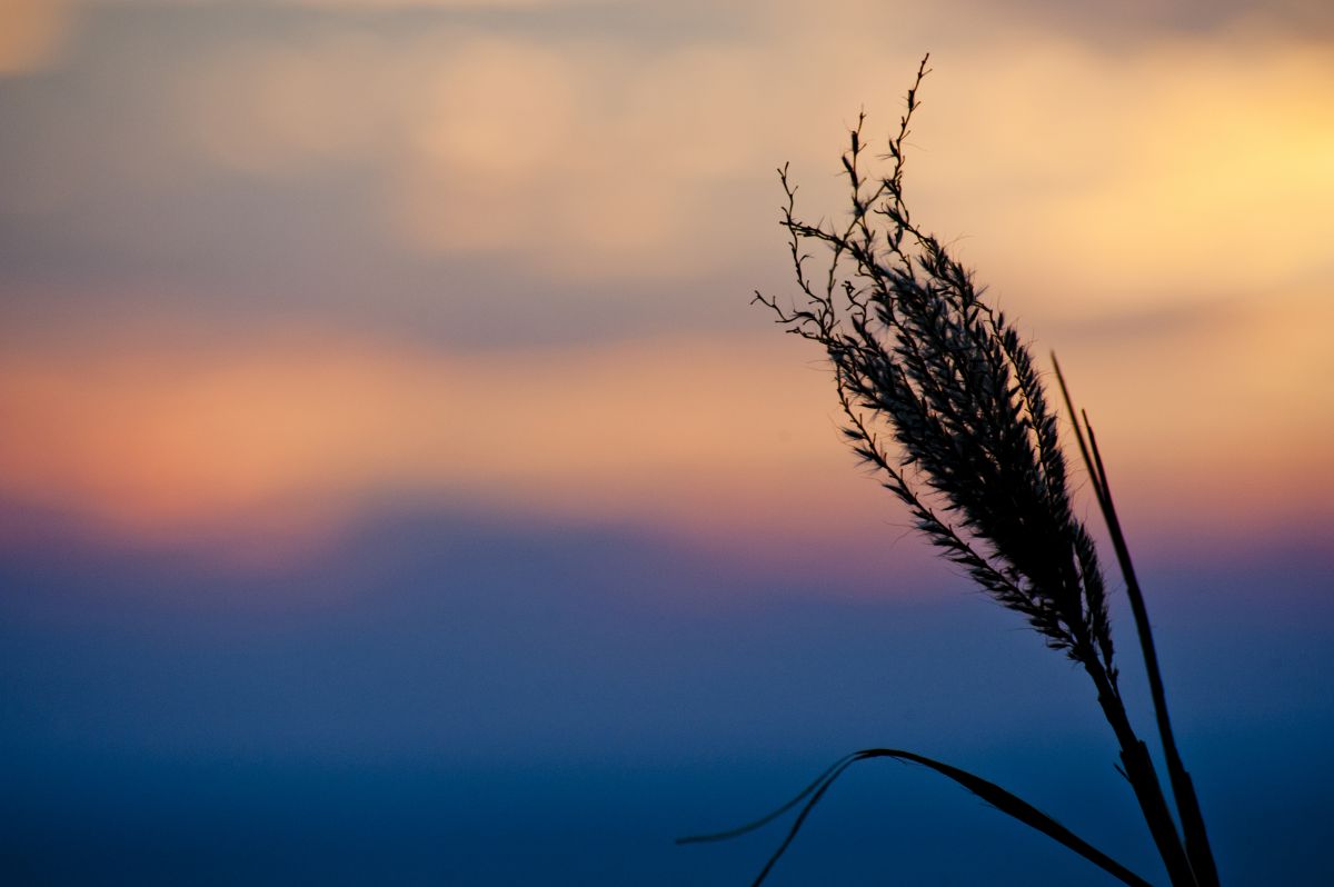 pampas grass | GANREF