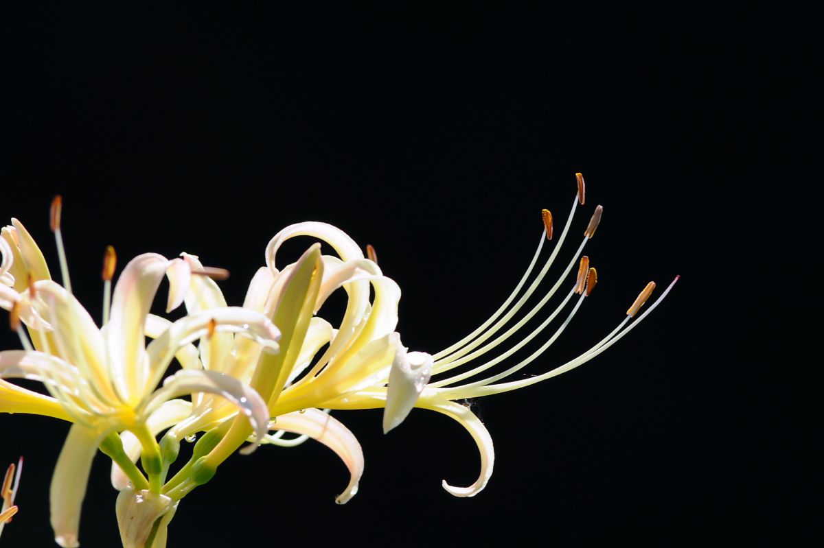 貴女だけを撮らせて | GANREF