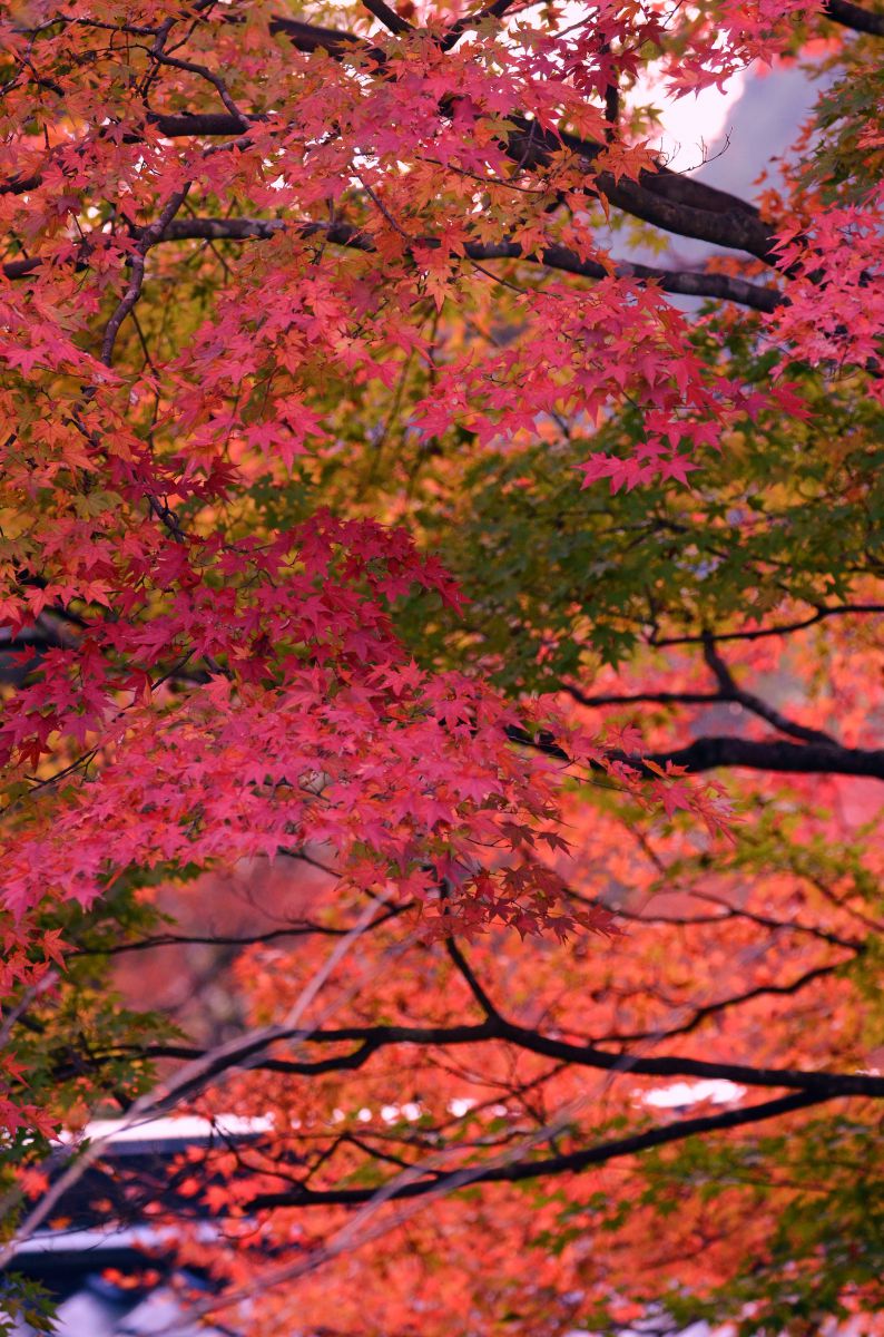 燃える秋 | GANREF