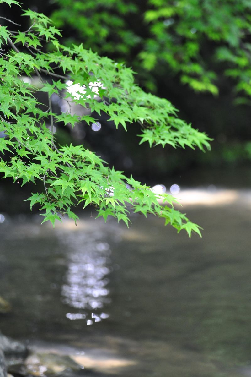 春のもみじ | GANREF