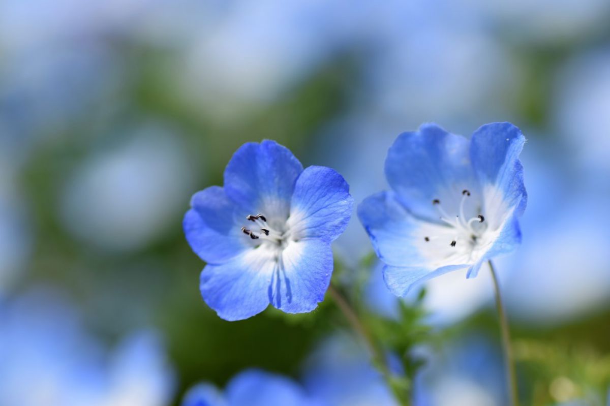 Baby blue eyes | GANREF