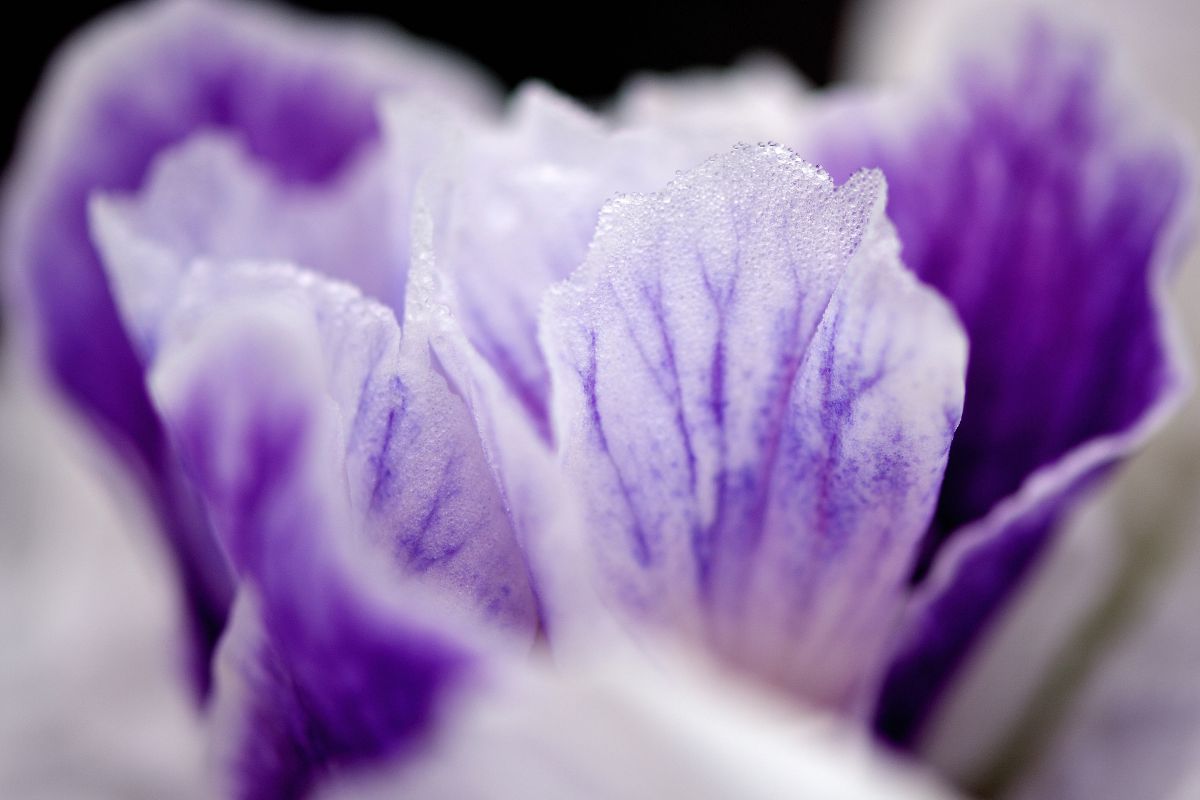 crystal iris | GANREF