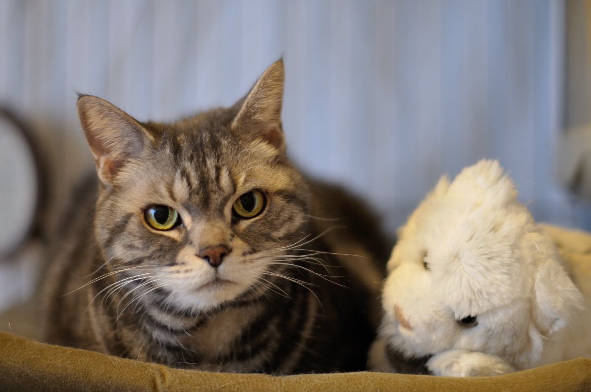 ルル近影(D300) | GANREF