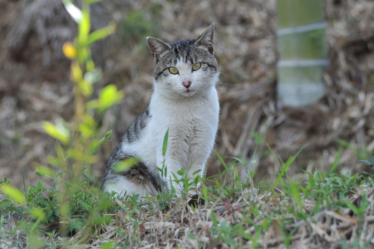 出会い☆ | GANREF