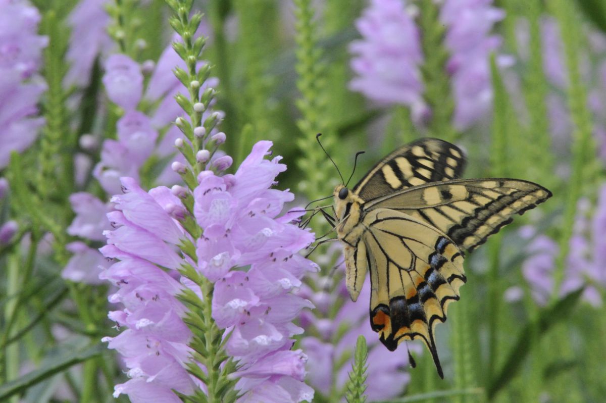 cool summer | GANREF