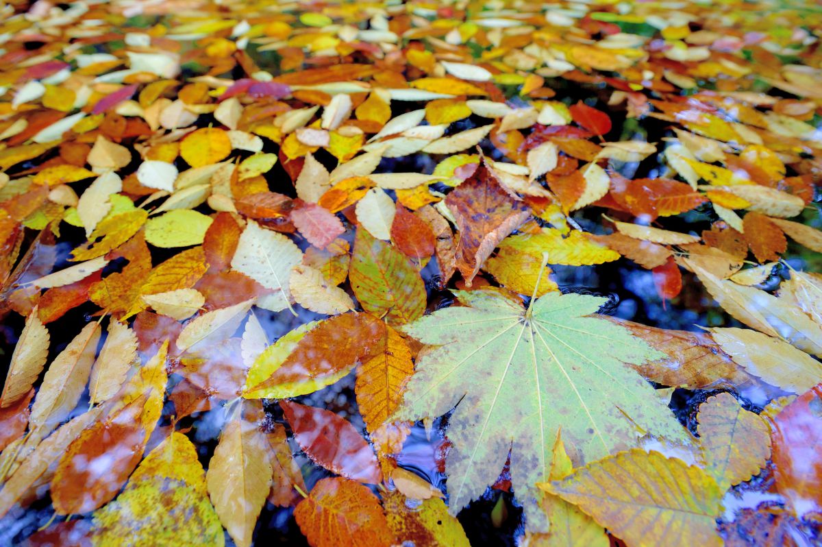 -Jewel Box- | GANREF