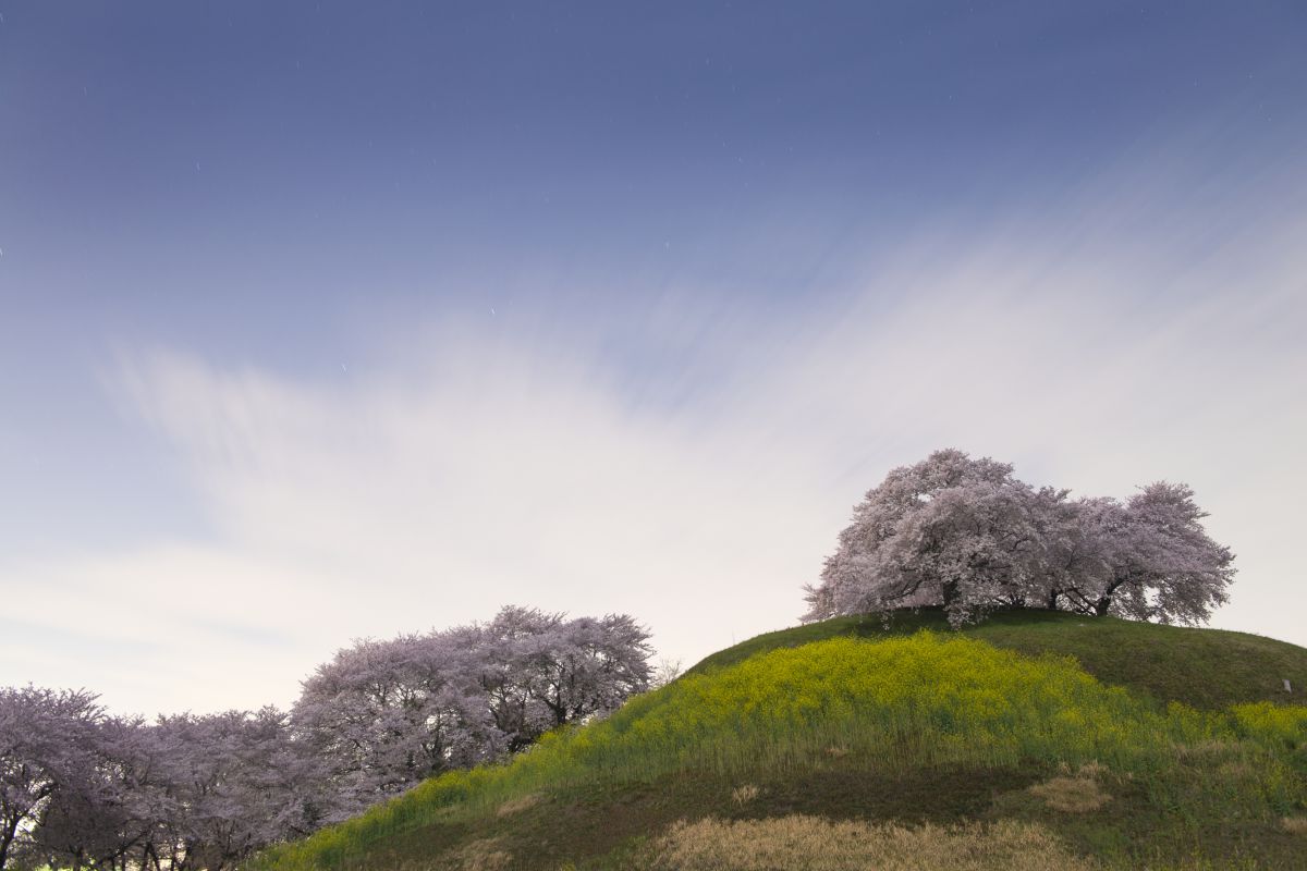 Cherry blossom Ⅲ | GANREF