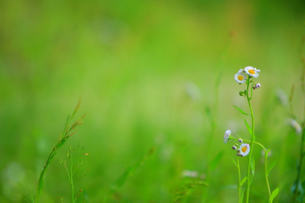 はるしおん | GANREF