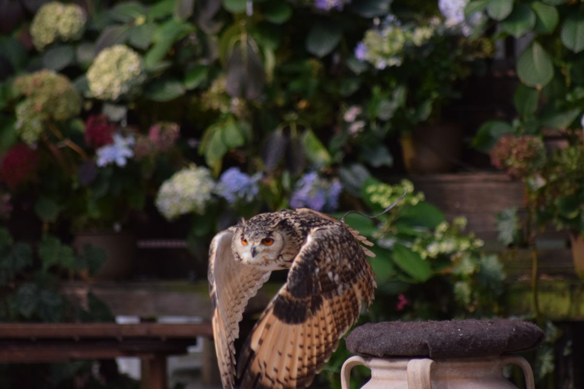 私は餌で動く | GANREF