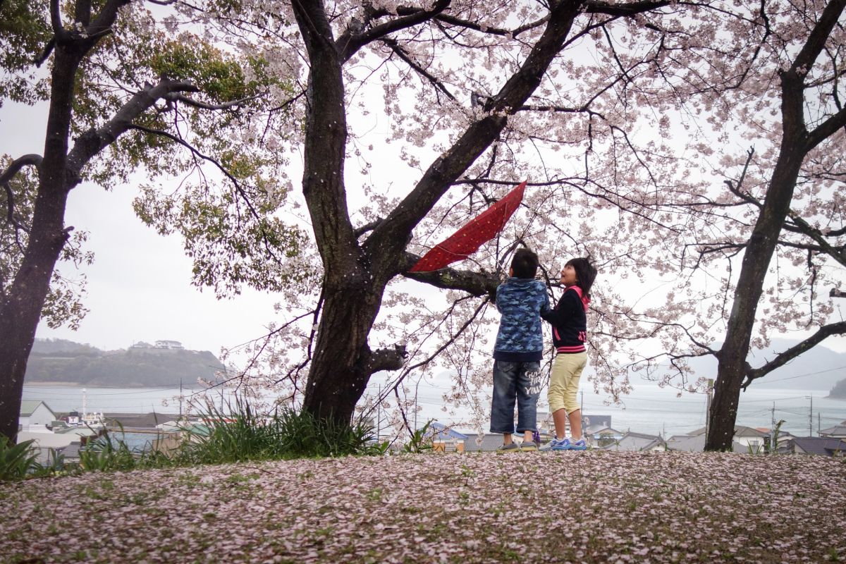 Sakuraレーダー？ | GANREF