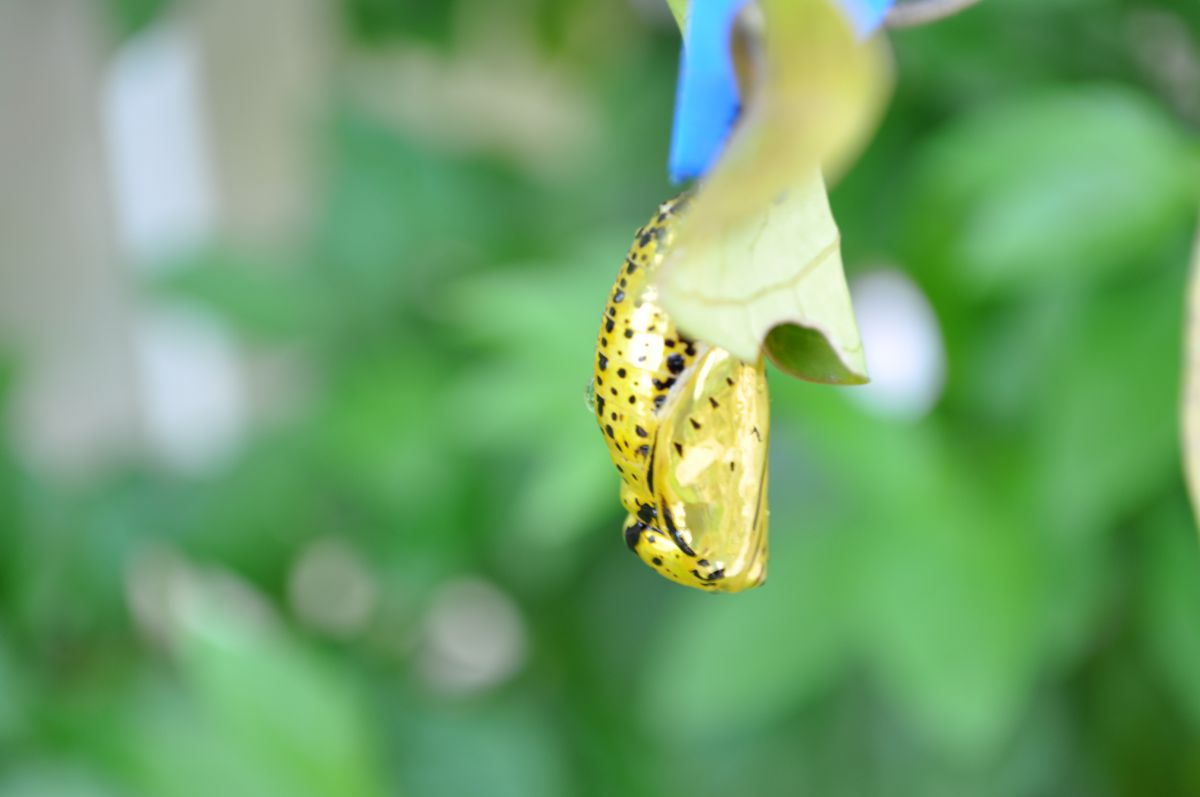 蛹 of Gold | GANREF