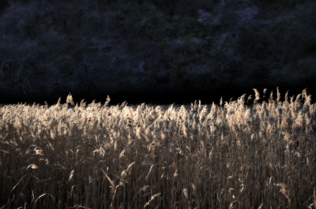 Silver Grass | GANREF