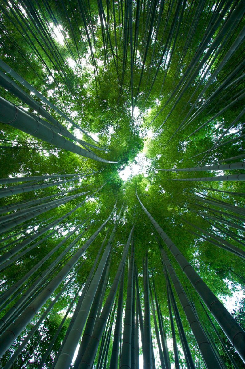 Bamboo Green | GANREF