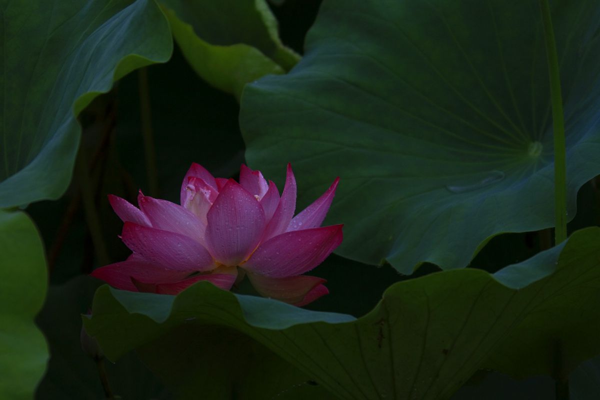 露を纏いて | GANREF