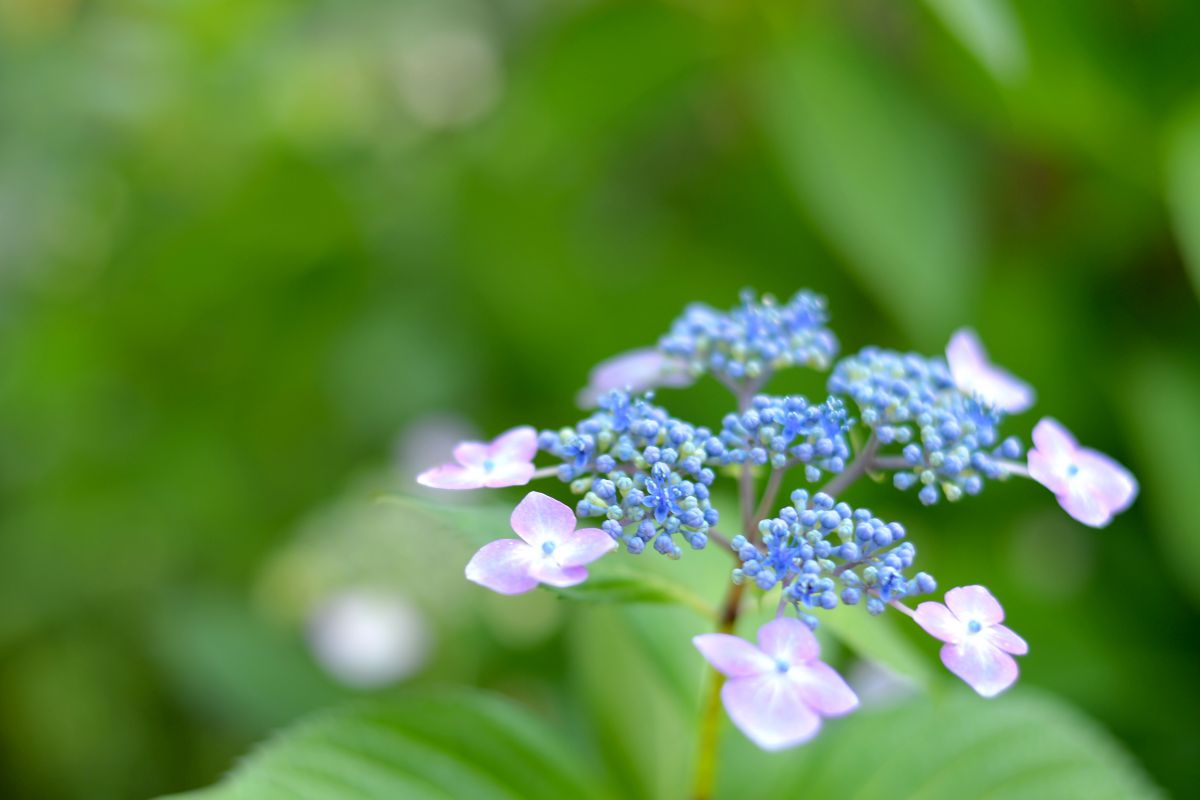 あじさい 2017 005 | GANREF