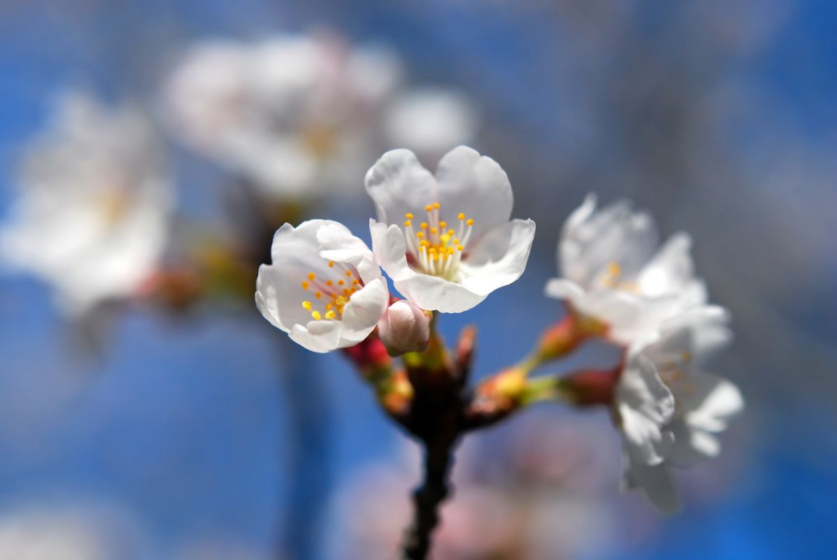 Spring has come! | GANREF