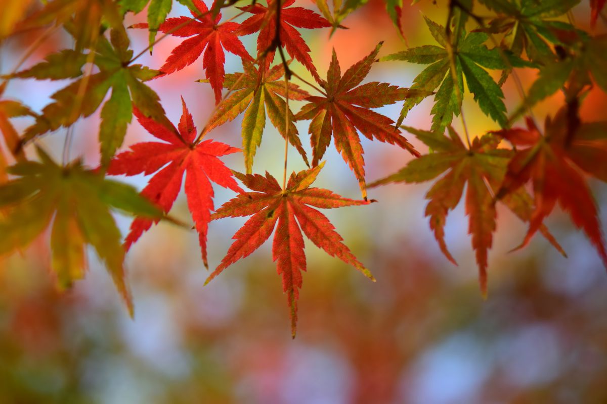 Maple leaves | GANREF