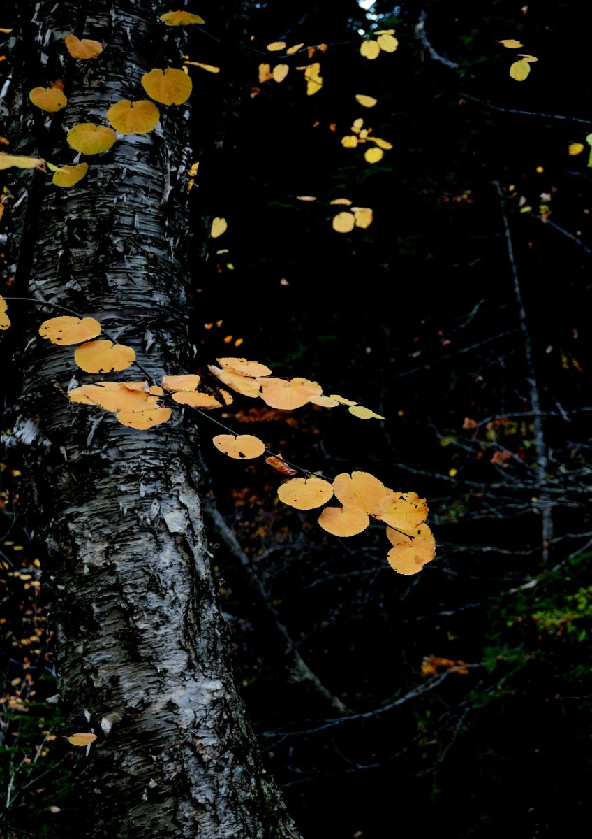 山のエッセイ：ジャンを越え－帰り道（Fin） | GANREF