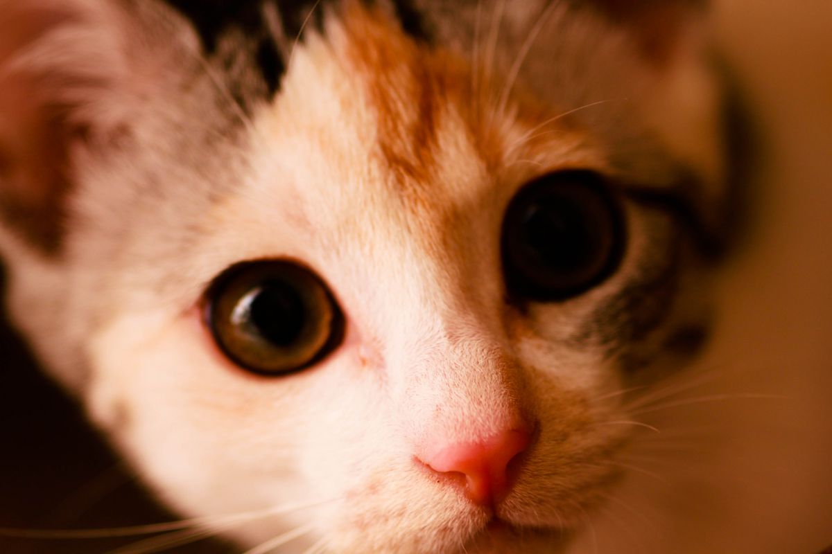 ニャーレンズvol.1 | GANREF