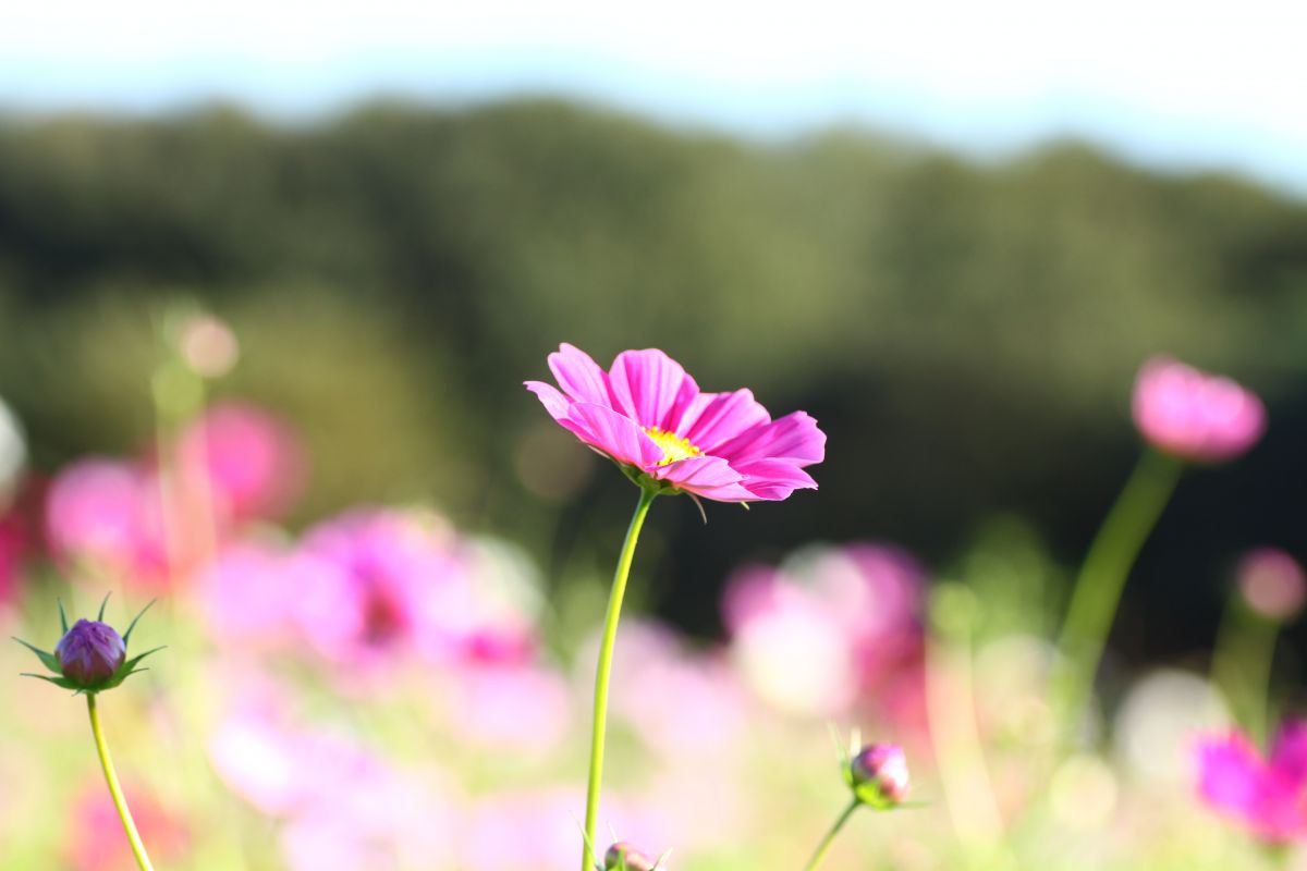 コスモス | GANREF