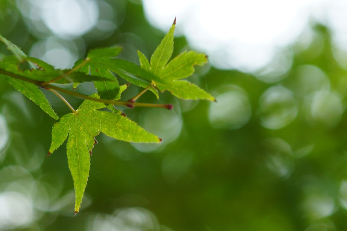 まだまだ緑 | GANREF