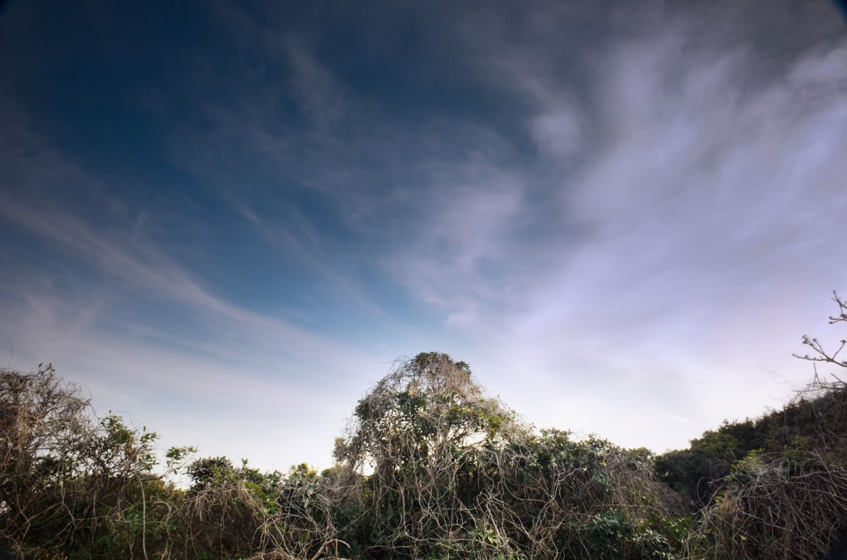 the Bush of Ghosts 1 | GANREF