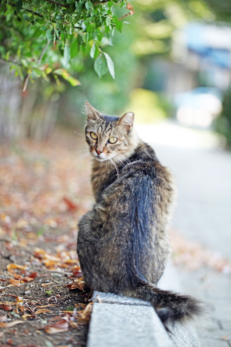 秋色のねこ | GANREF