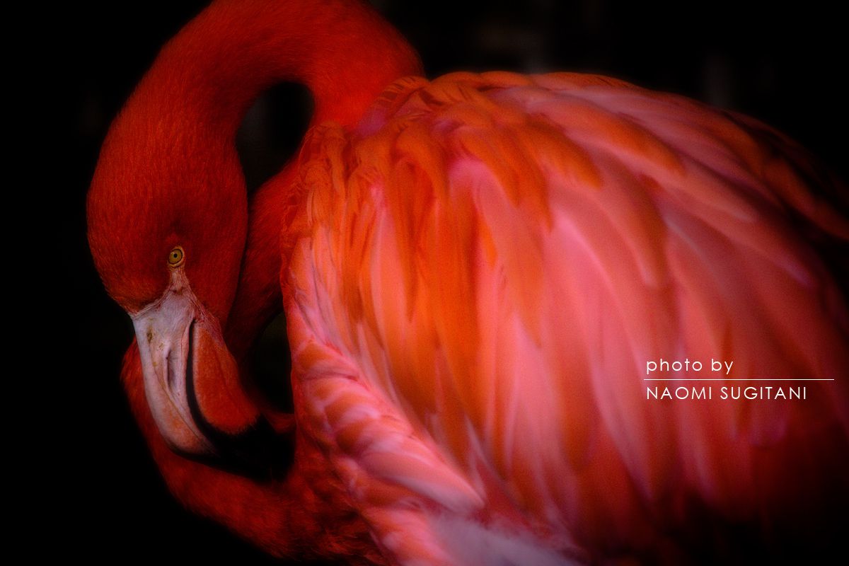 Flamingo's Eye | GANREF