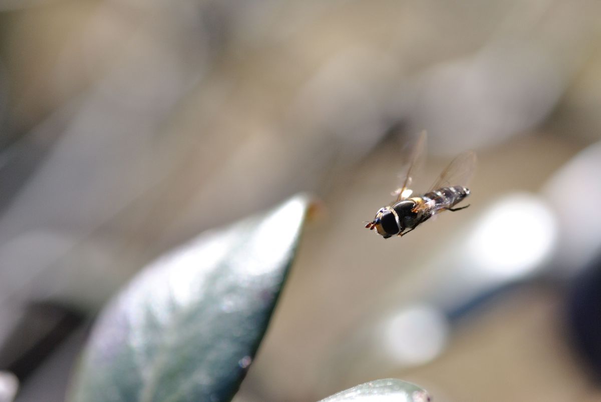 何を見てるの？ | GANREF