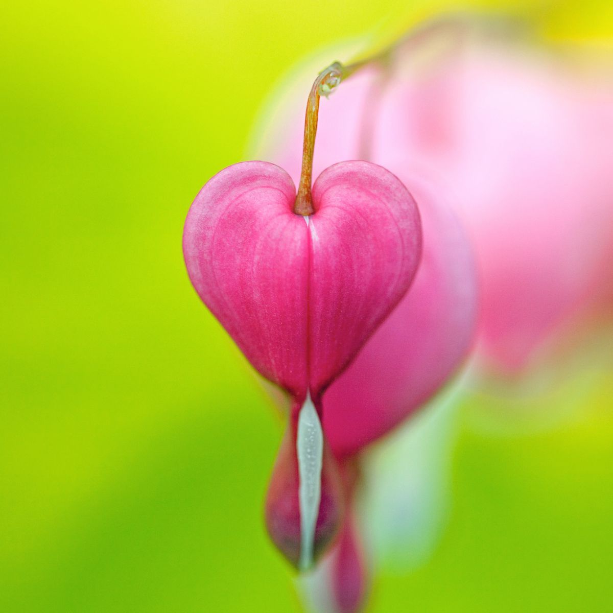 Breeding Heart | GANREF