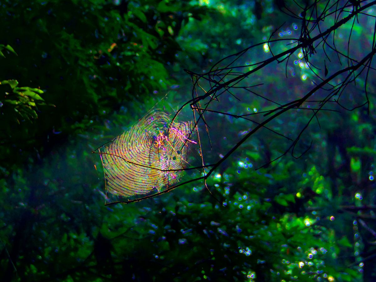 光芒の中のWEB | GANREF