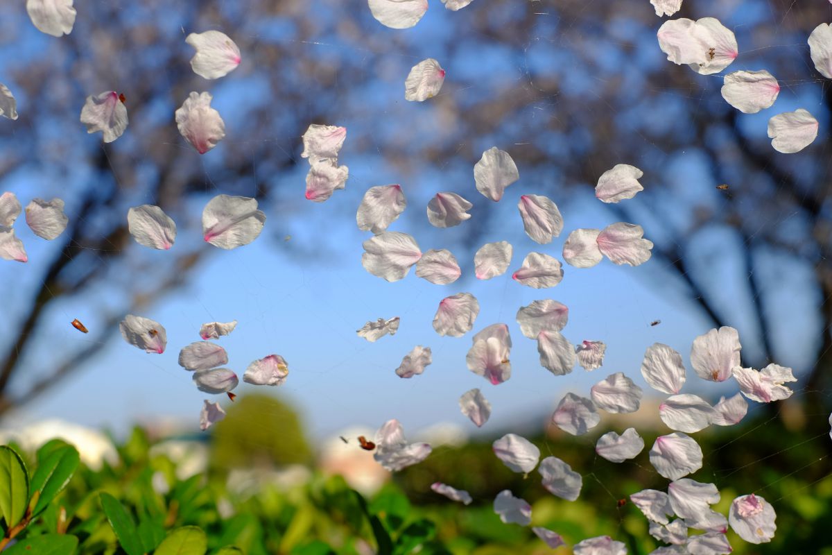 Cherry Bomb | GANREF