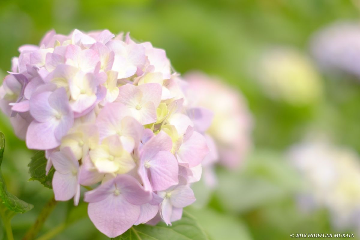 あじさい-2018- | GANREF