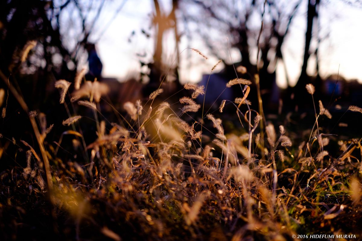 何気ない秋の終わりの夕方＃1 | GANREF