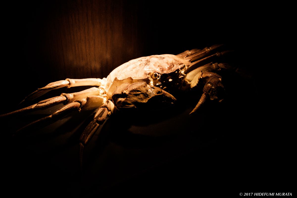 model -蟹- | GANREF