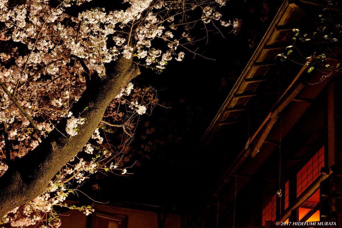 sakura-ueno2017-*** | GANREF