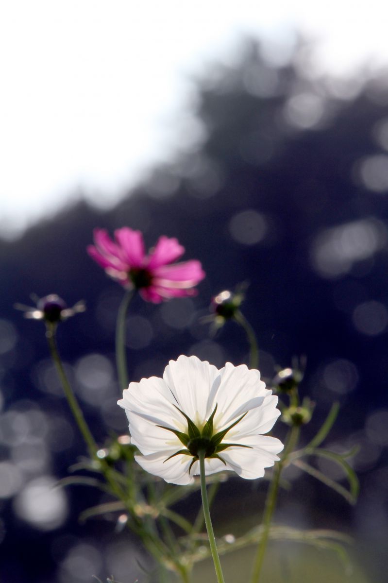 And I Love Her♪ | GANREF