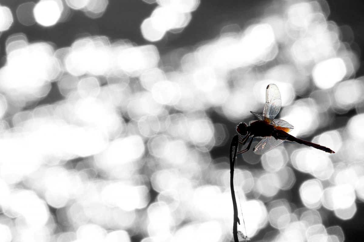 Summer rays | GANREF