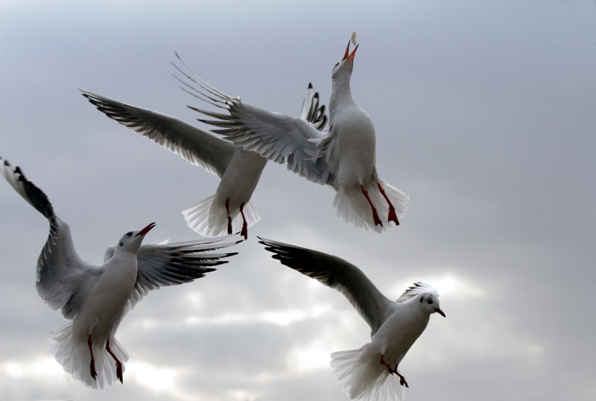 nice catch！ | GANREF